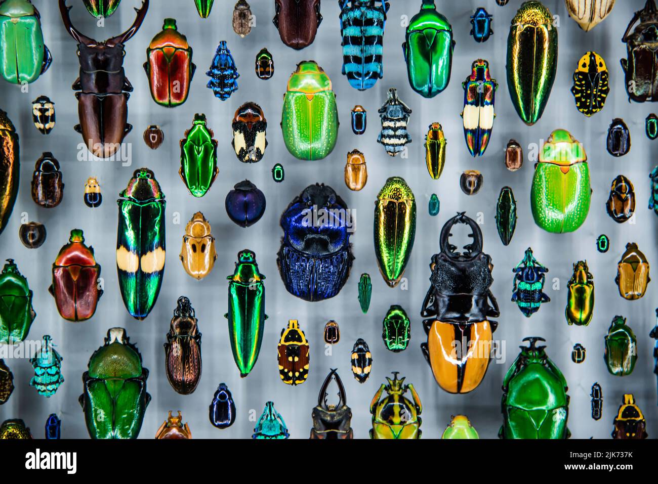 Lam prima hi-res stock photography and images - Alamy