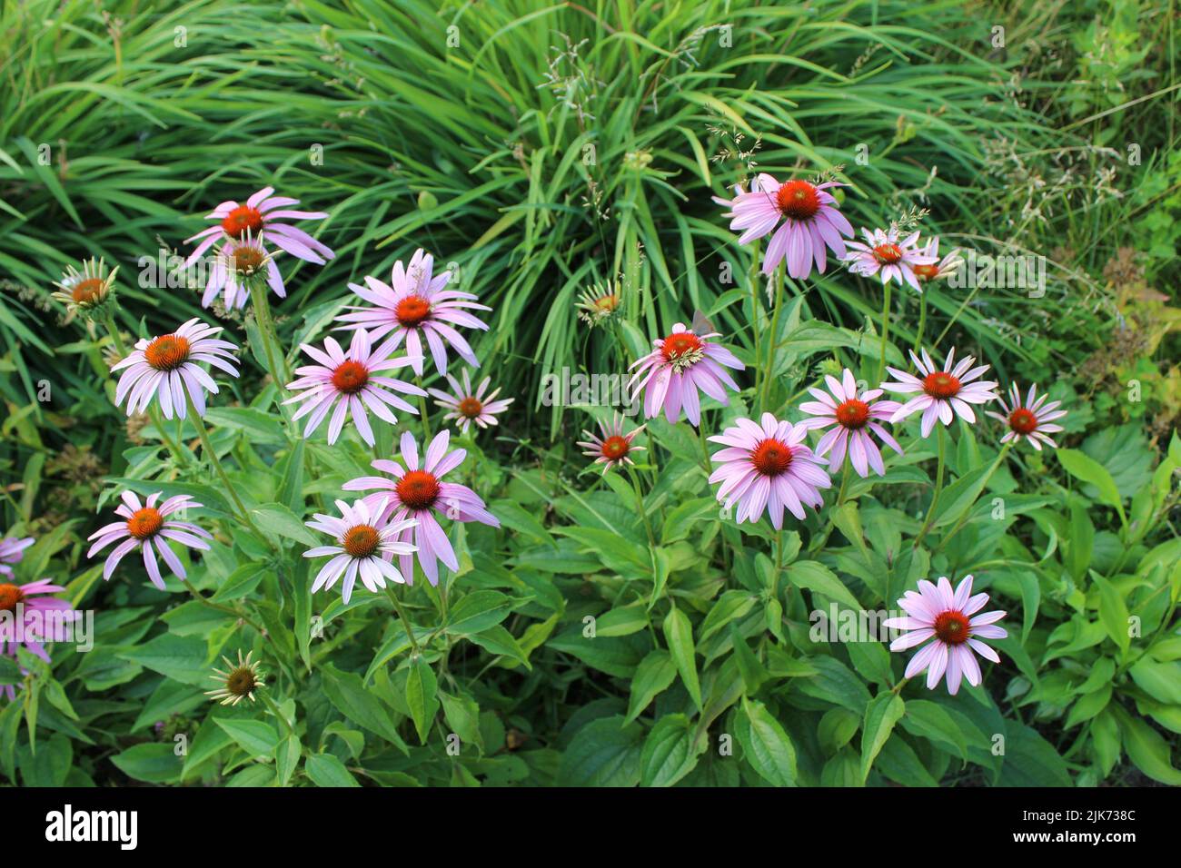 Tall cone flowers hi-res stock photography and images - Alamy