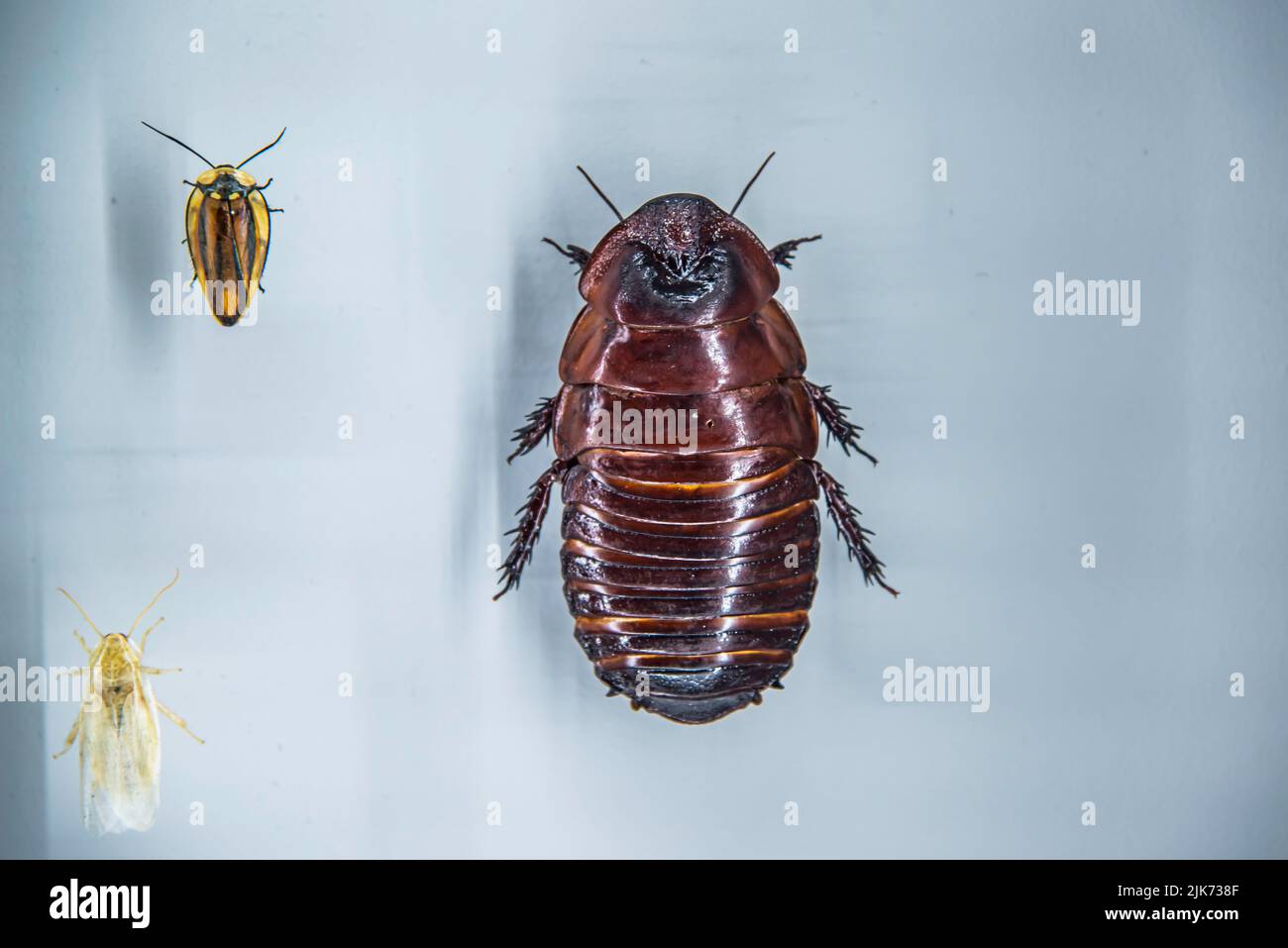 Insects speciemens hi-res stock photography and images - Alamy