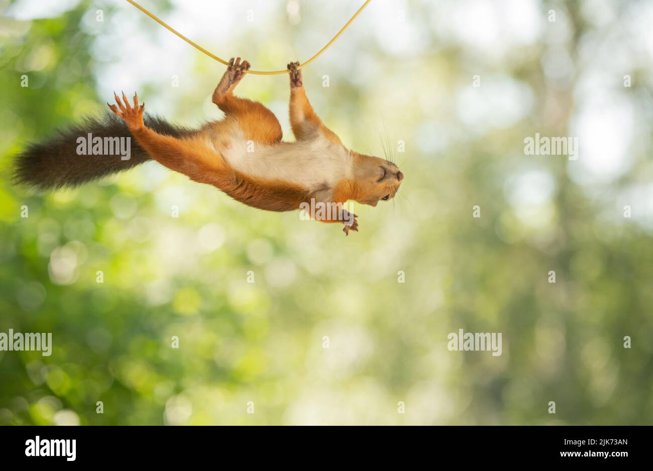 Squirrel hanging from branch hi-res stock photography and images - Alamy