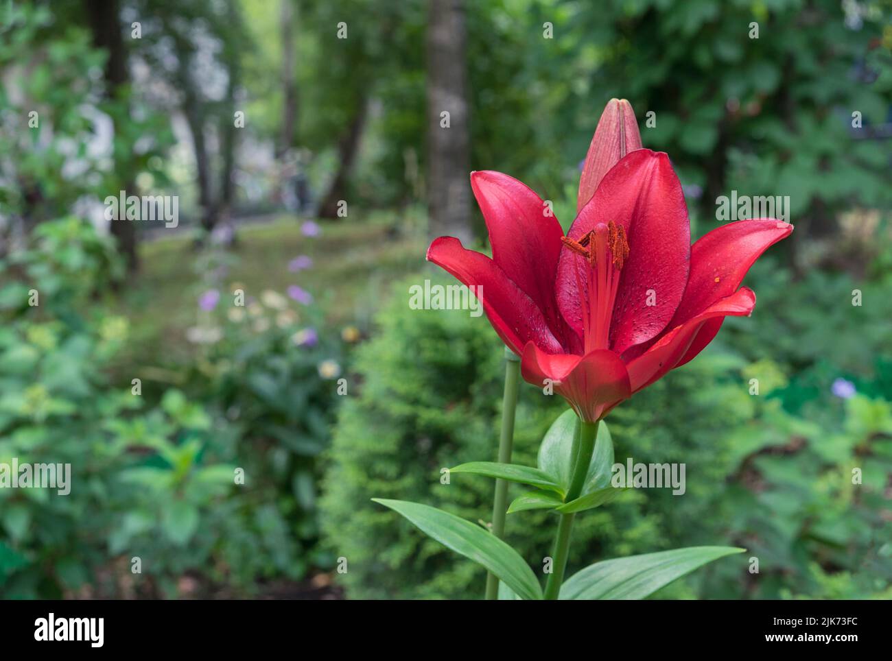 Lily flower on green leaves background. Lilium longiflorum flowers ...