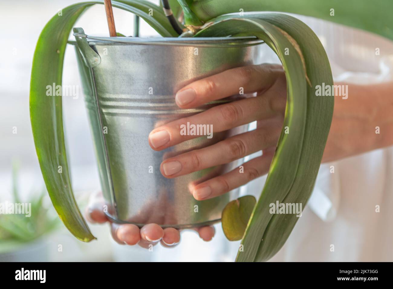 Female gardening replants transplanting hi-res stock photography and ...