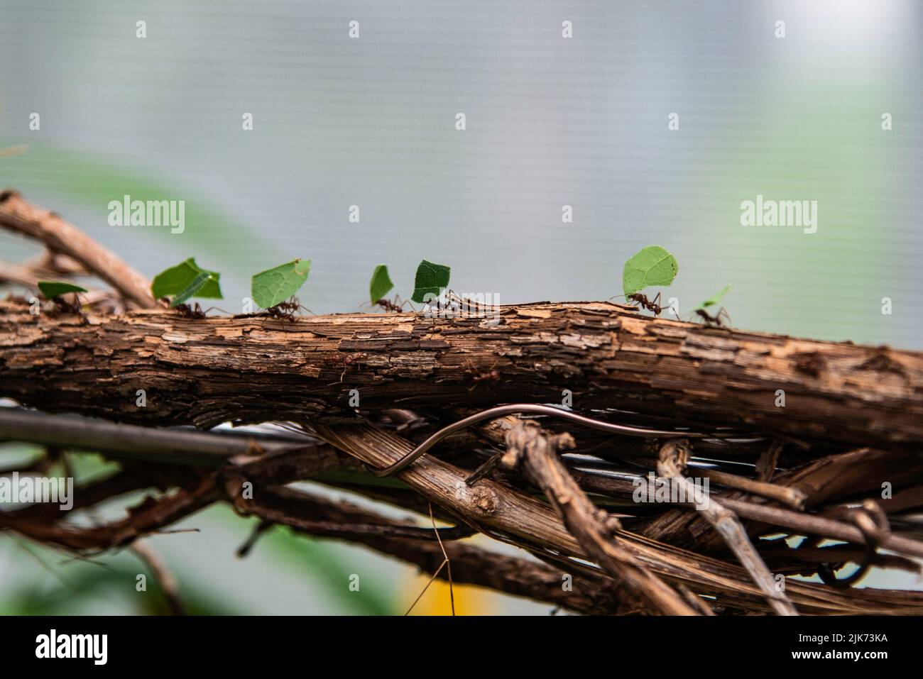 Leafcutter ants branch hi-res stock photography and images - Alamy