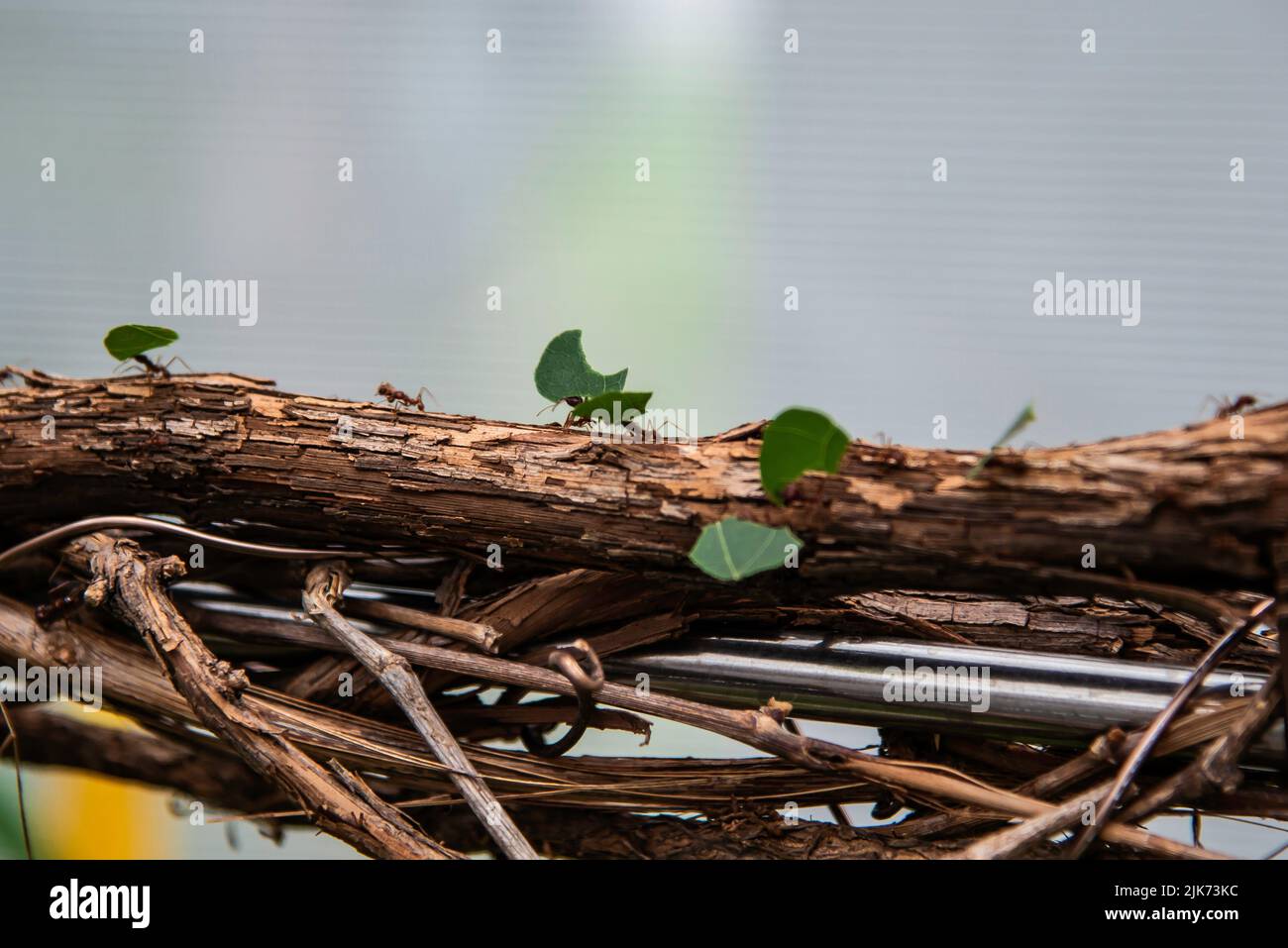 Tropical rainforest leaf hi-res stock photography and images - Alamy