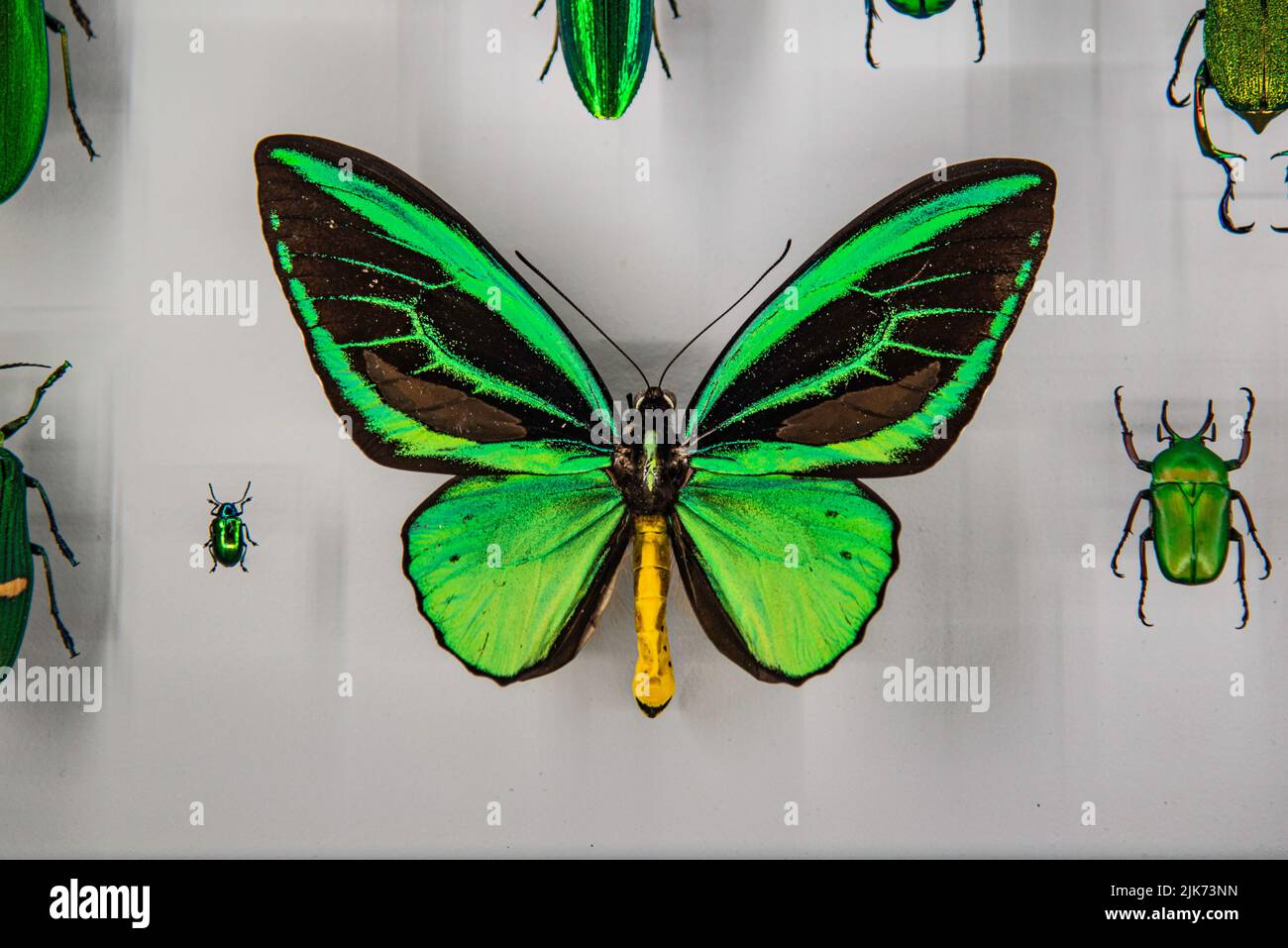 Montreal, Canada - July 30 2022: Various Insect specimen exhibited in ...