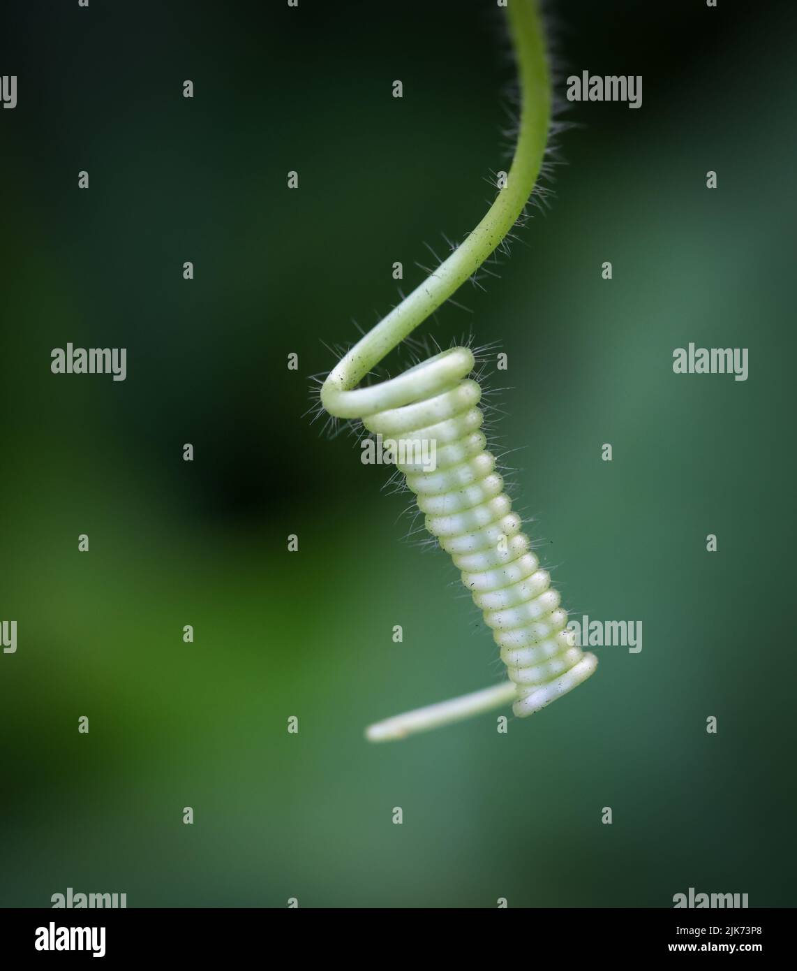 Wild vine macro hi-res stock photography and images - Alamy
