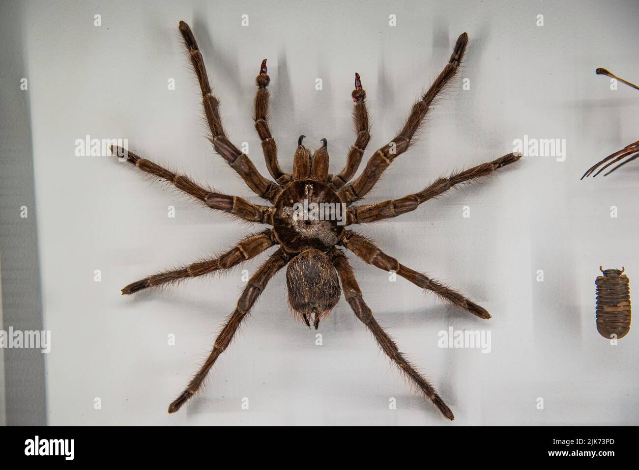 Montreal, Canada - July 30 2022: Various Insect specimen exhibited in ...