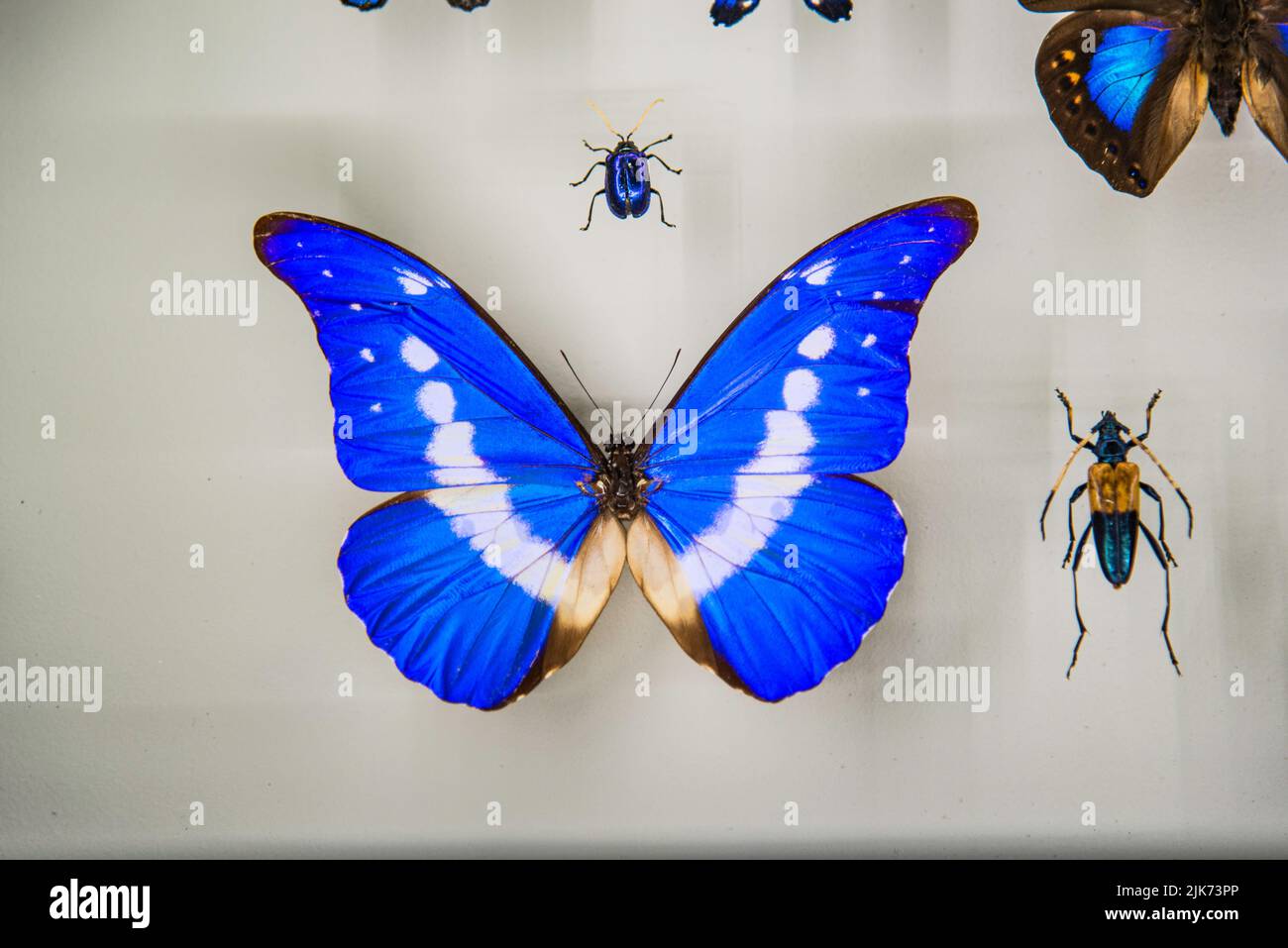 Insects speciemens hi-res stock photography and images - Alamy
