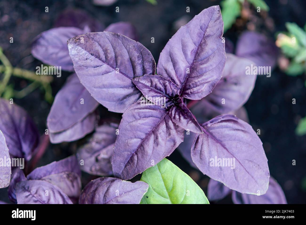 Growing purple basil in a garden in the open air. Selective focus Stock ...