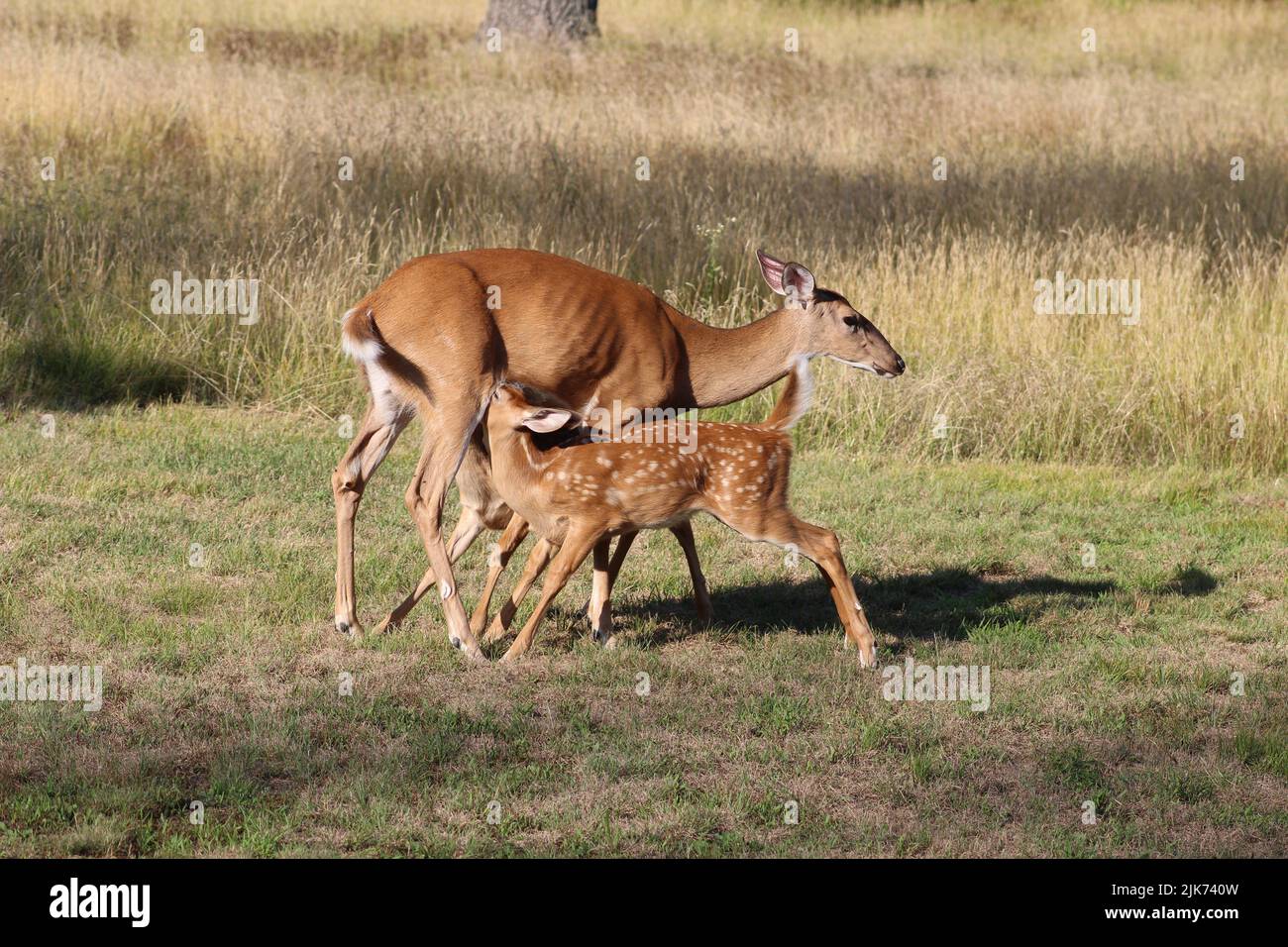 A Doe Feeds Her Twins Stock Photo - Alamy