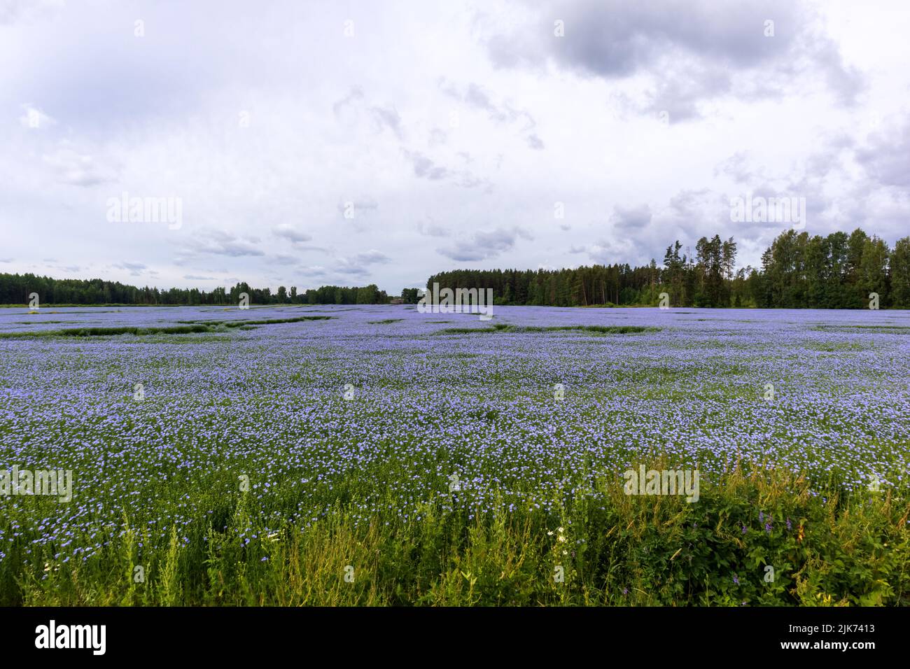 a field of small and blue flowers with green grass and blue sky Stock ...