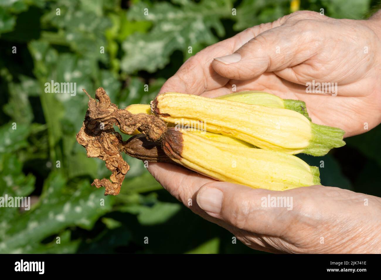 Spoiled zucchini with root. Summer harvest season. Defeat disease ...