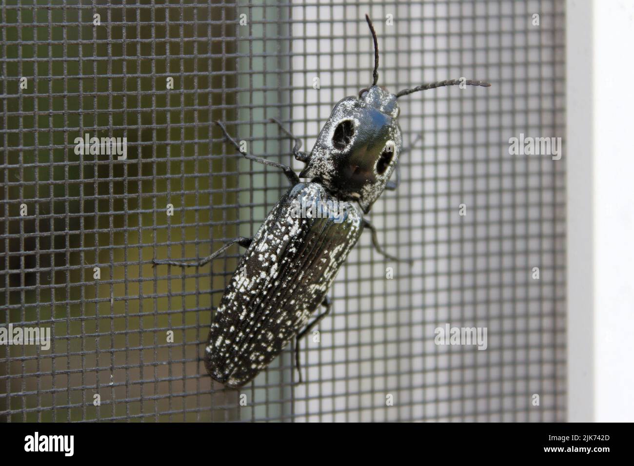 An Eastern Eyed Click Beetle on a Screen Stock Photo - Alamy