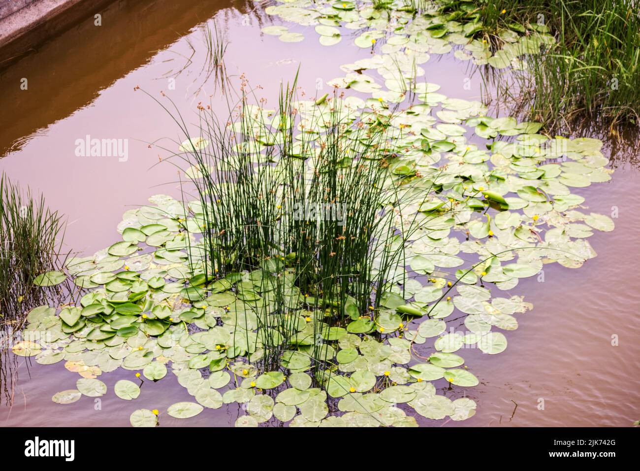 Dry stems in water hi-res stock photography and images - Alamy