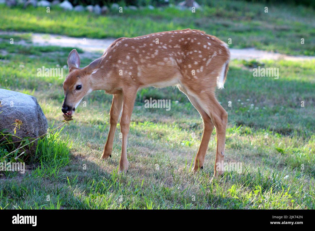 Fawns flowers hi-res stock photography and images - Alamy