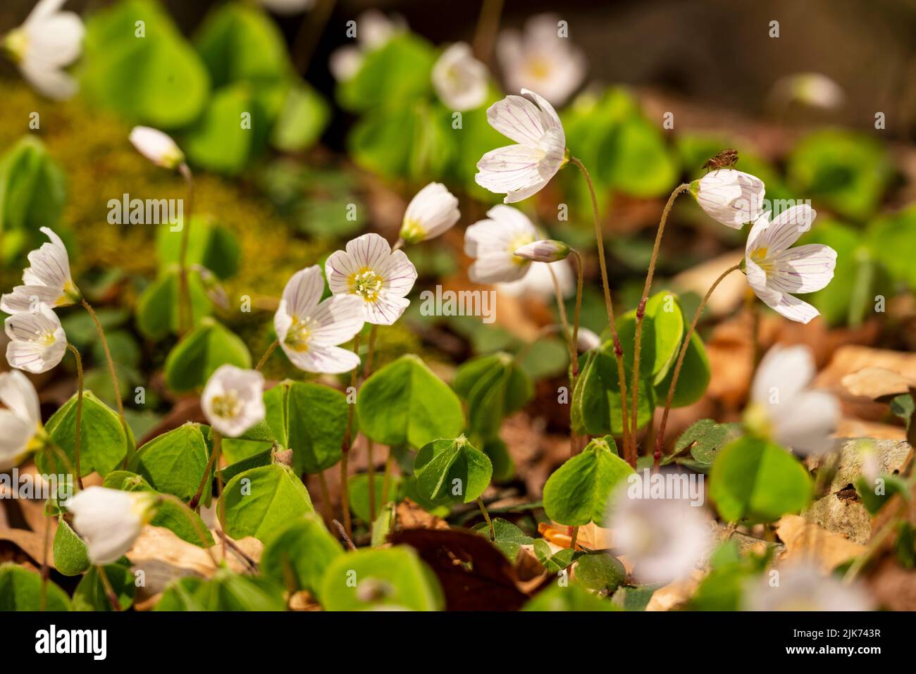 Cluster of flowering wood sorrel (Oxalis acetosella) with typical ...