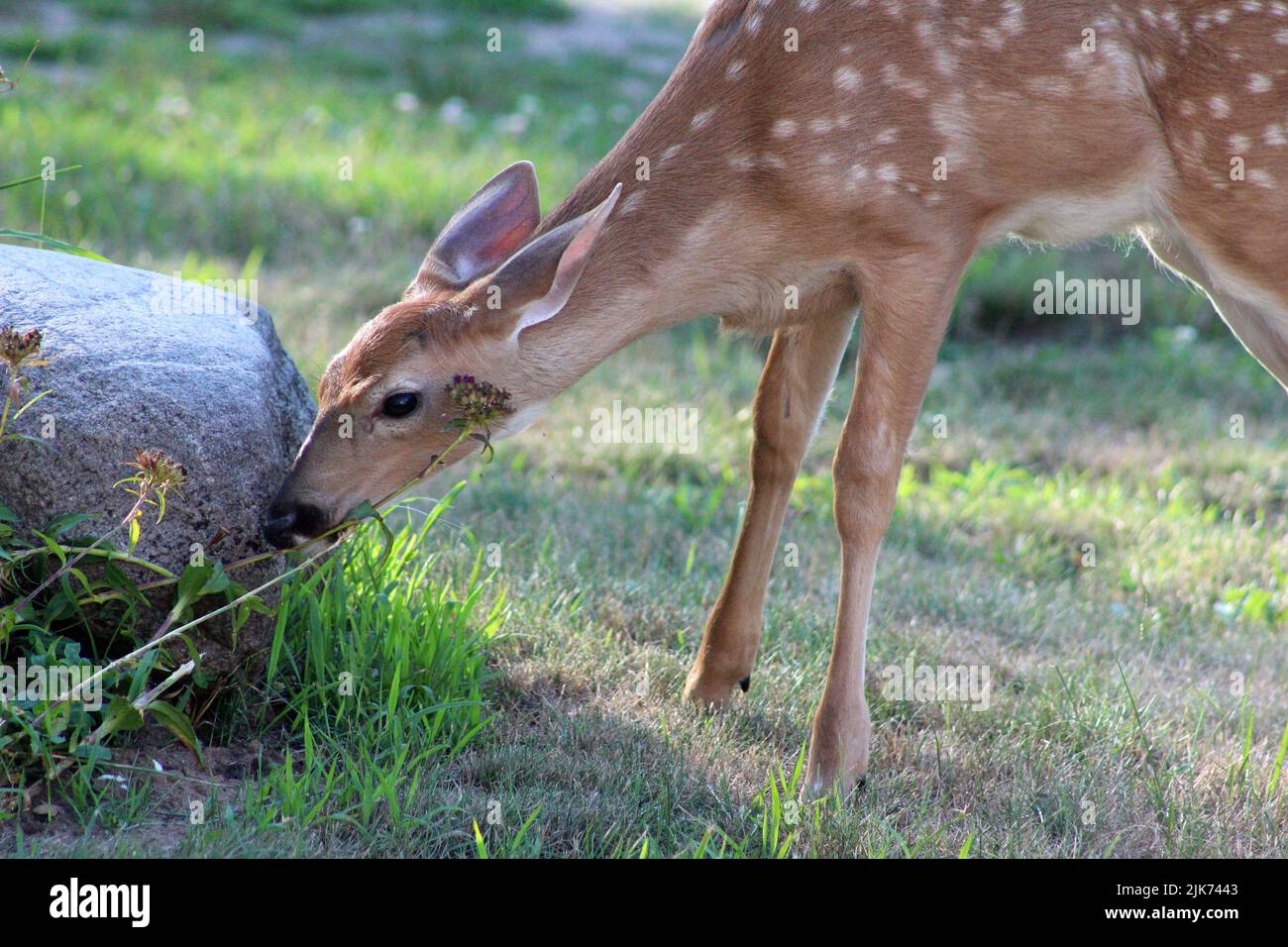 Fawns flowers hi-res stock photography and images - Alamy