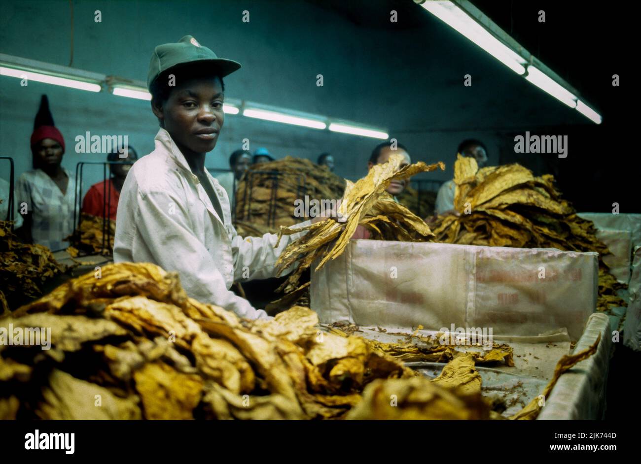 Production line in a tobacco factory in Zimbabwe Stock Photo - Alamy