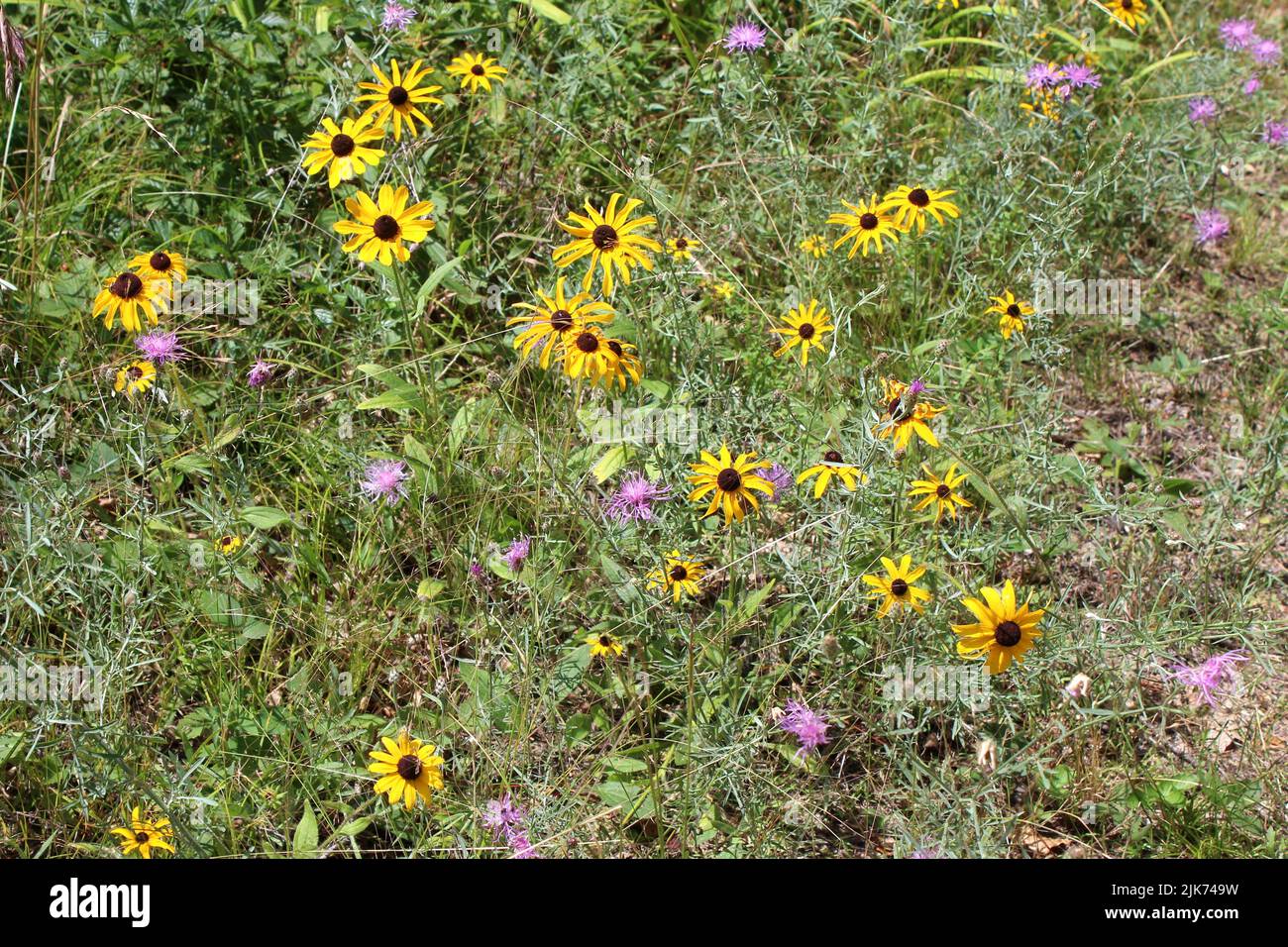 Field abundant wild flowers hi-res stock photography and images - Alamy