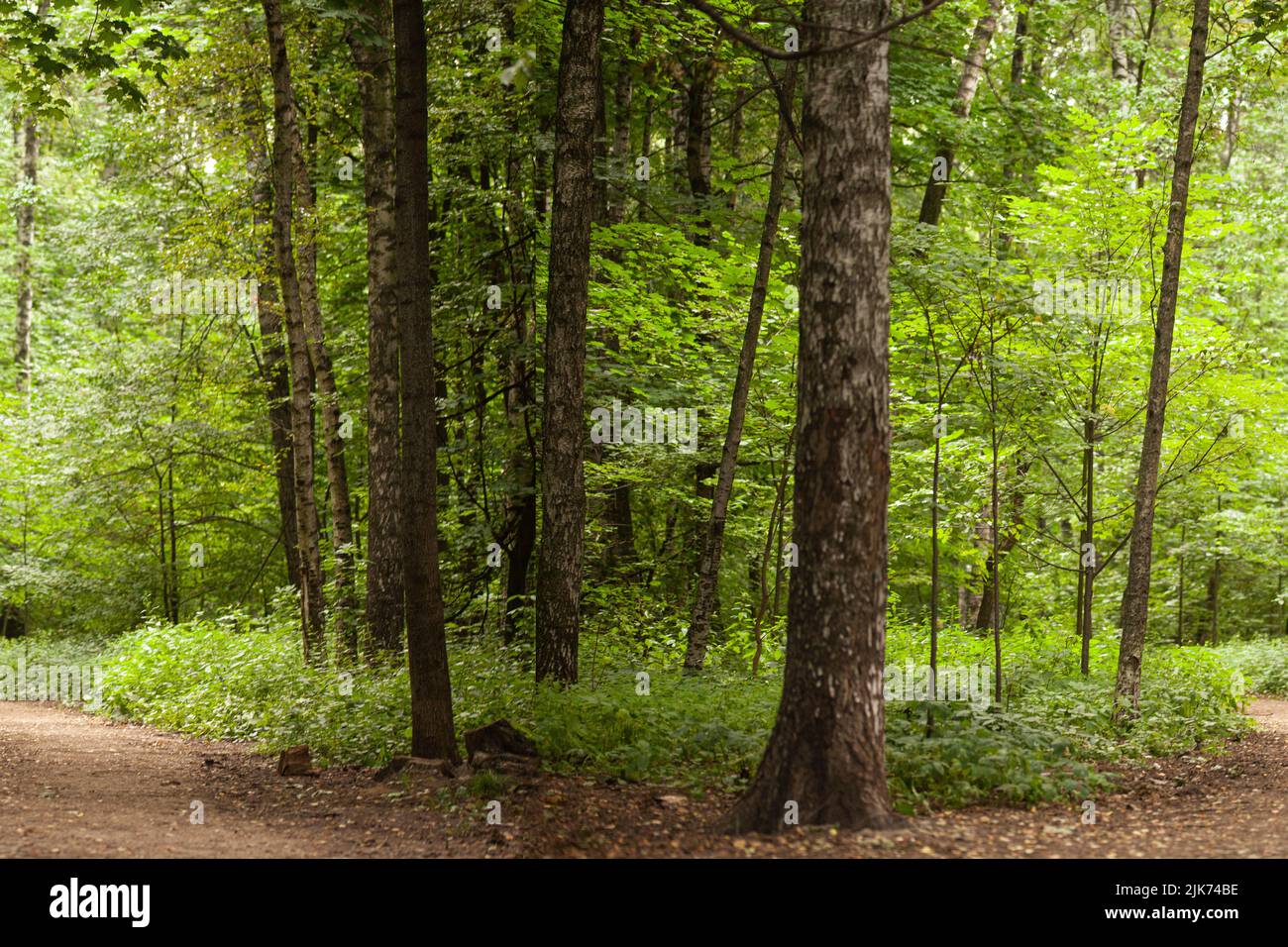 Scenic Forest of Fresh Green Trees, Morning in the Forest, Beautiful ...