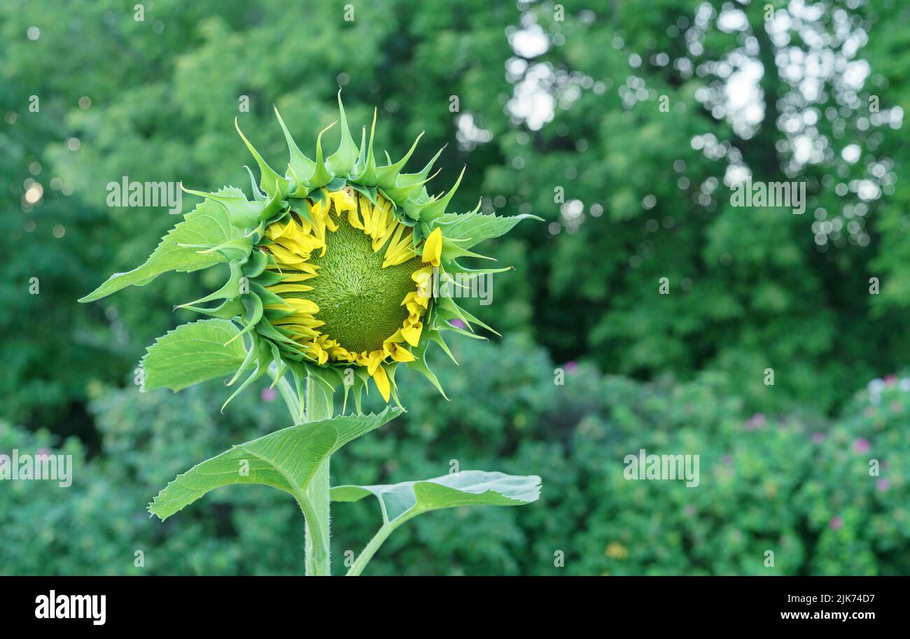 Close-up of a sunflower at the very beginning of flowering Stock Photo ...