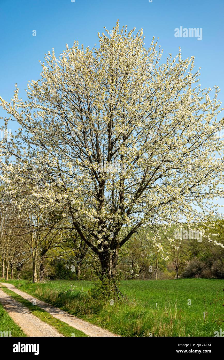 Old cherry tree hi-res stock photography and images - Alamy