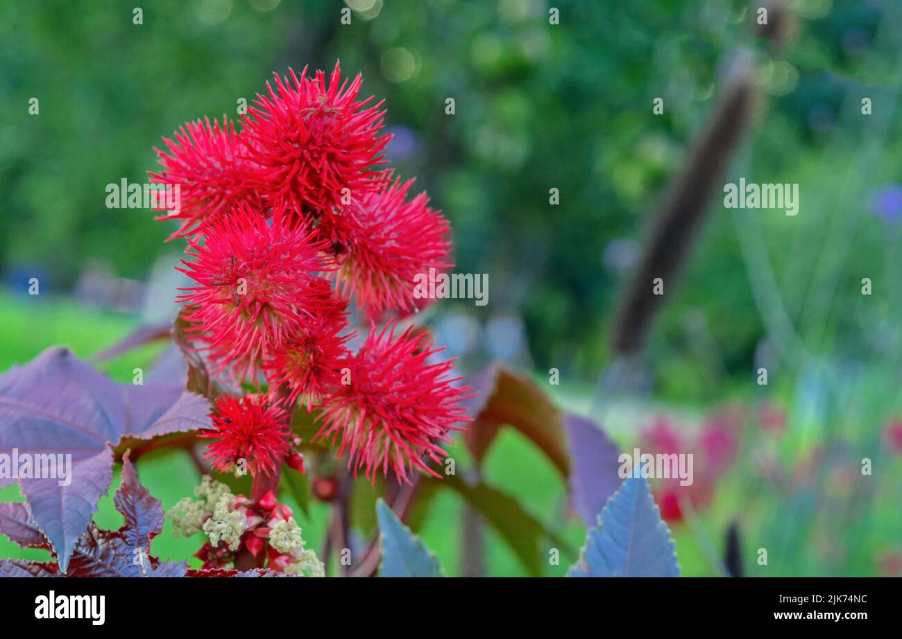 Red fruits of Ricinus communis or Castor Bean Plant. Seeds of Castor ...