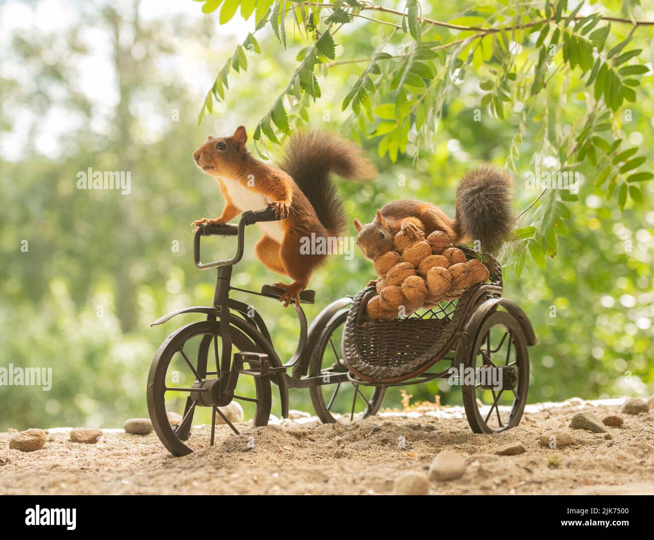 Red Squirrels on a side bicycle Stock Photo - Alamy