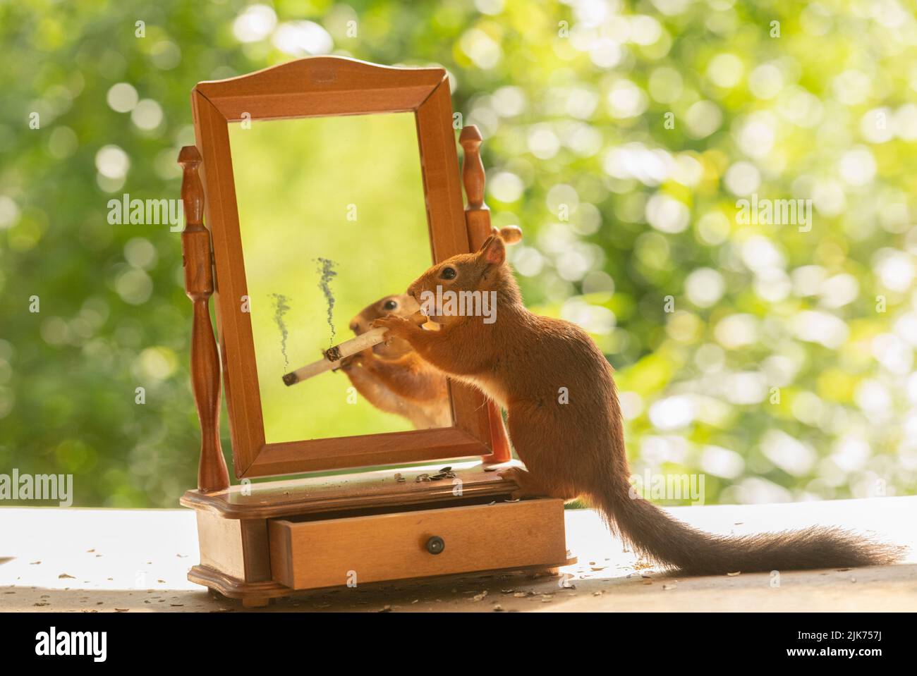 Smoking squirrel hi-res stock photography and images - Alamy