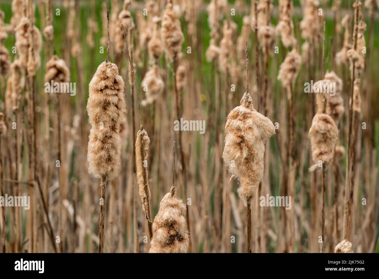 Bulrush flower hi-res stock photography and images - Alamy
