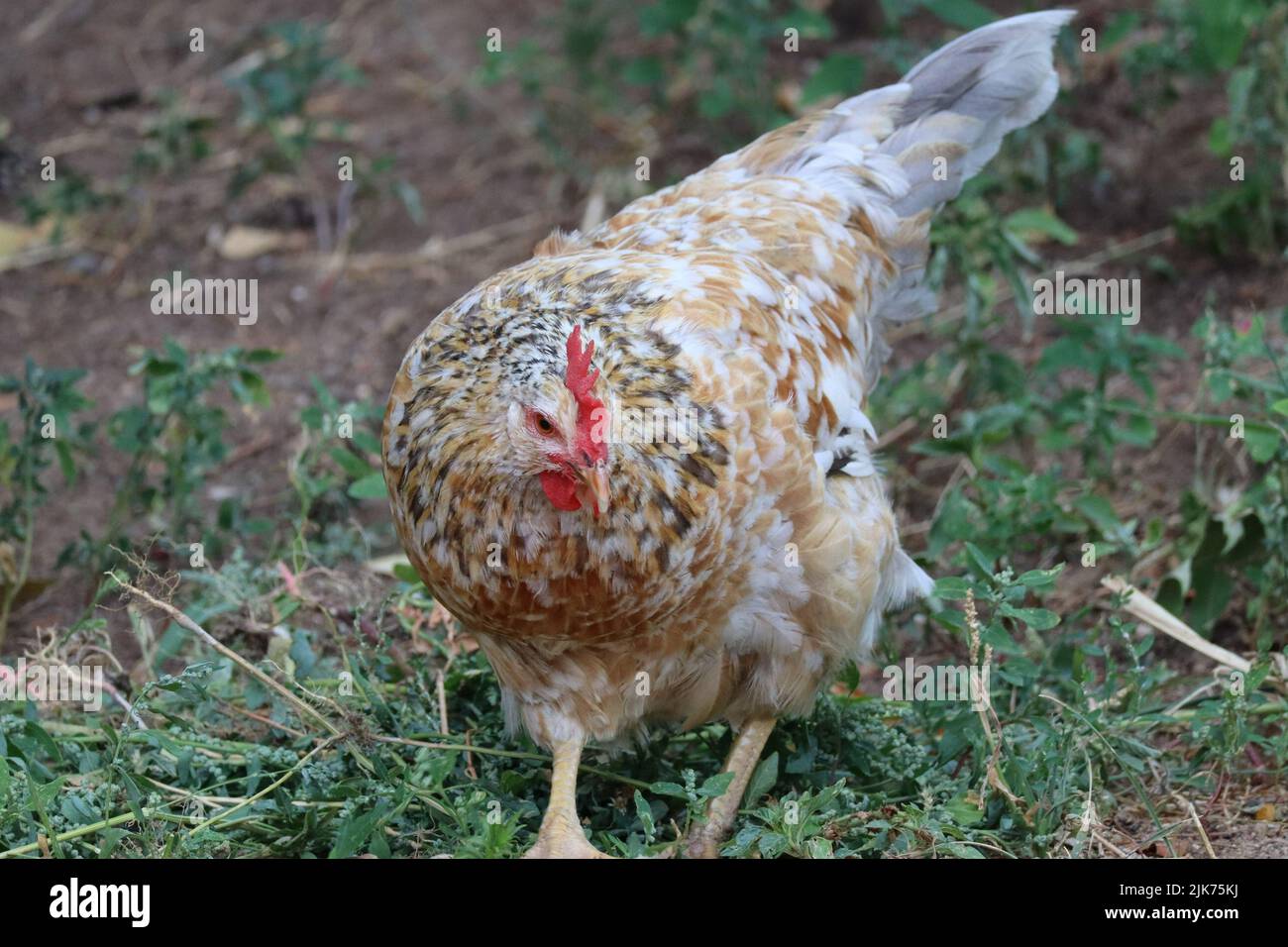beautiful swedish Flower chicken scratching Stock Photo - Alamy