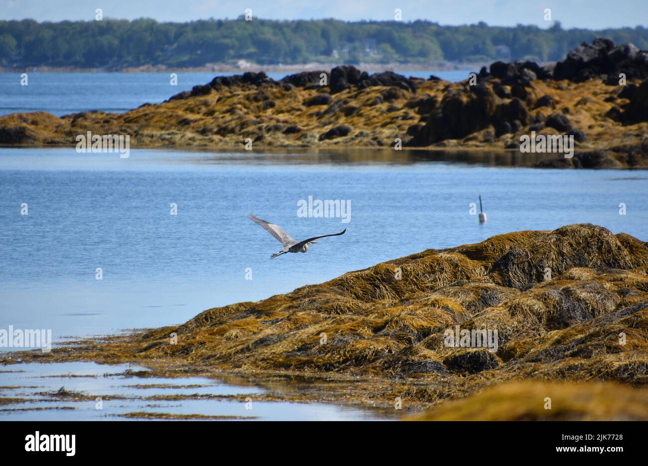 Flying great blue heron bird in flight over the water with lots of ...
