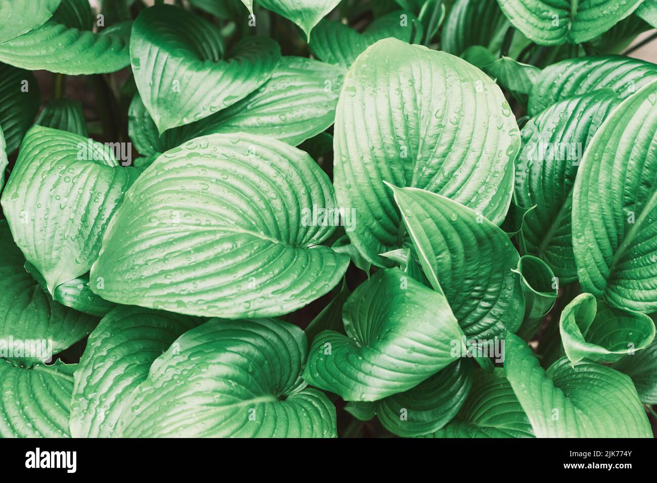 Hosta leaves background hi-res stock photography and images - Alamy