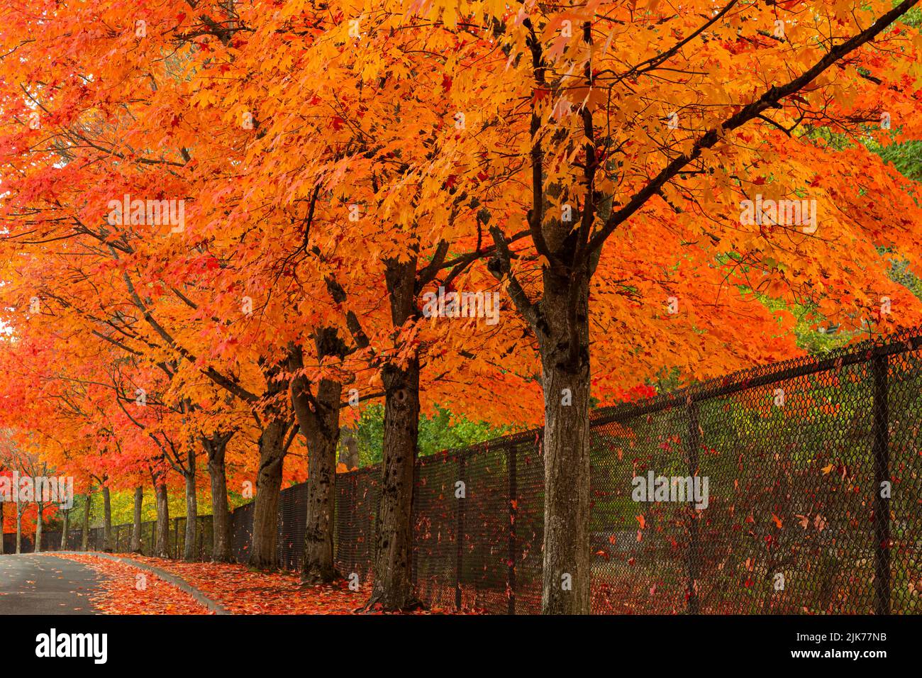 WA21791-00...WASHINGTON - Colorful canopy created by trees in fall color along the main road ...