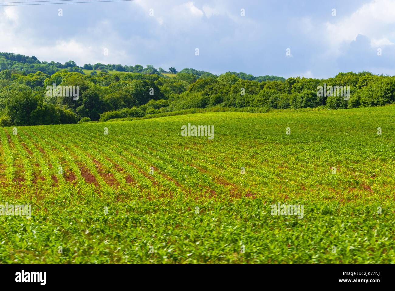 Summer view from the affluent Chew Valley in Somerset near Chelwood village seen from A368 road ...