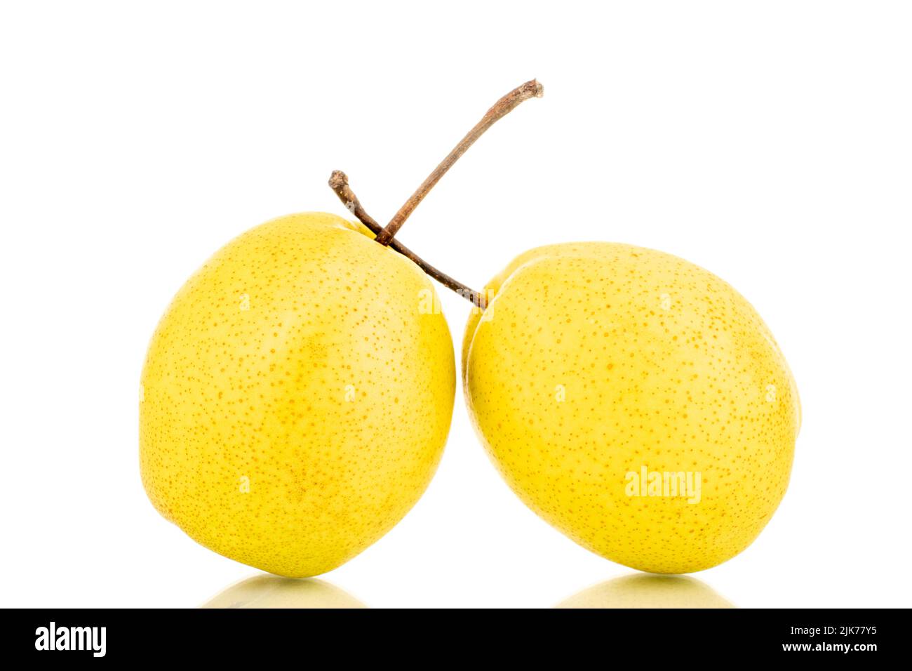 Two organic bright yellow pears, close-up, isolated on a white ...