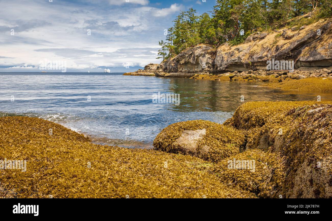 Rocky seashore in the Pacific rim National Park in Vancouver Island ...
