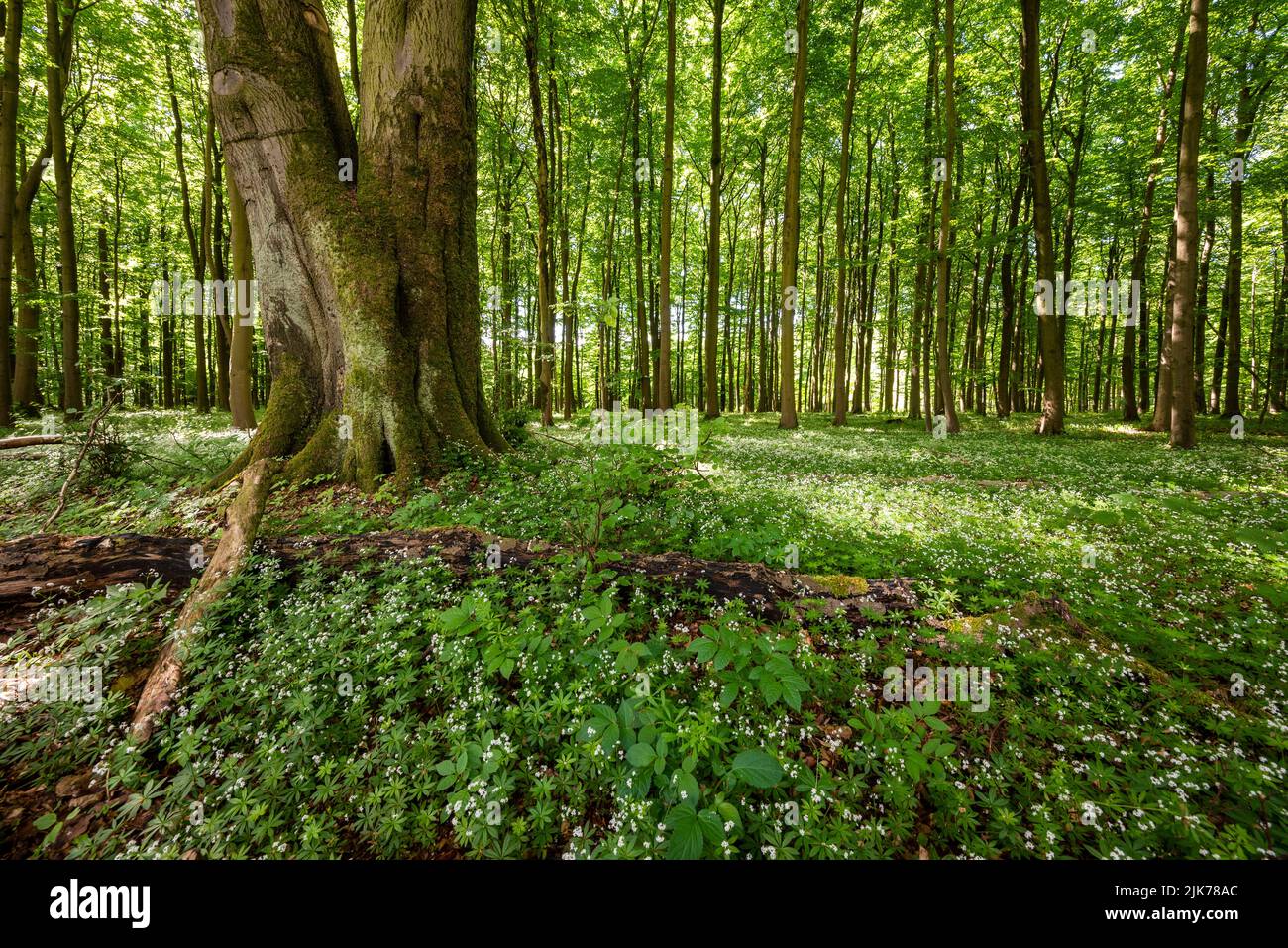 Beautiful spring forest scene with a huge old beech tree trunk ...