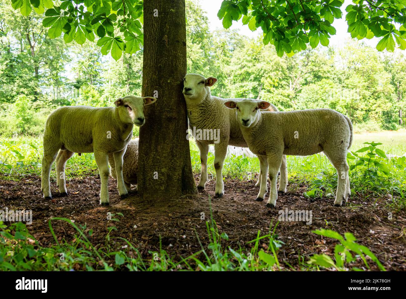 Sheep rural farm lamb tree hi-res stock photography and images - Alamy