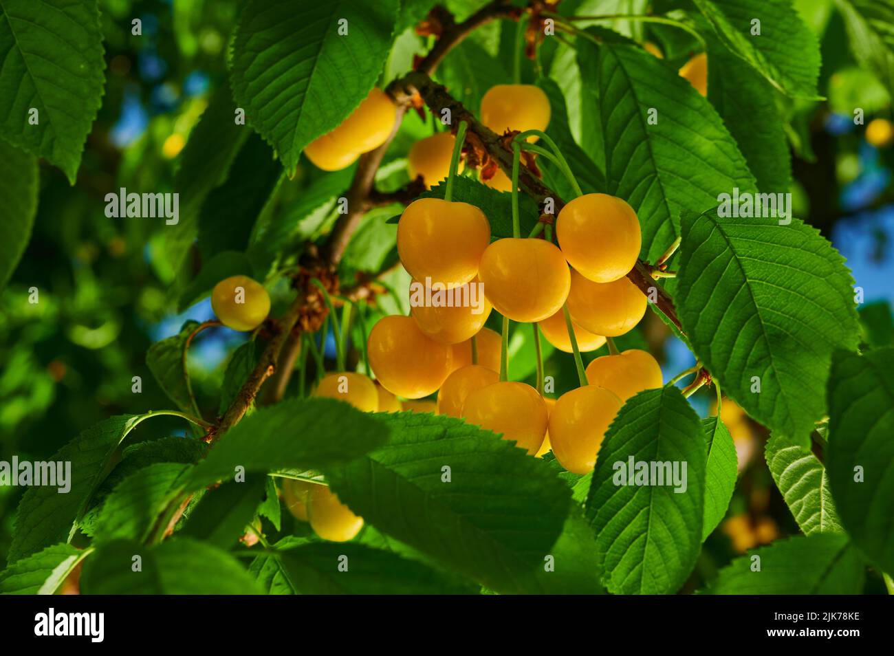 Ripe cherries on a tree branch, seasonal harvest shot close-up Stock ...