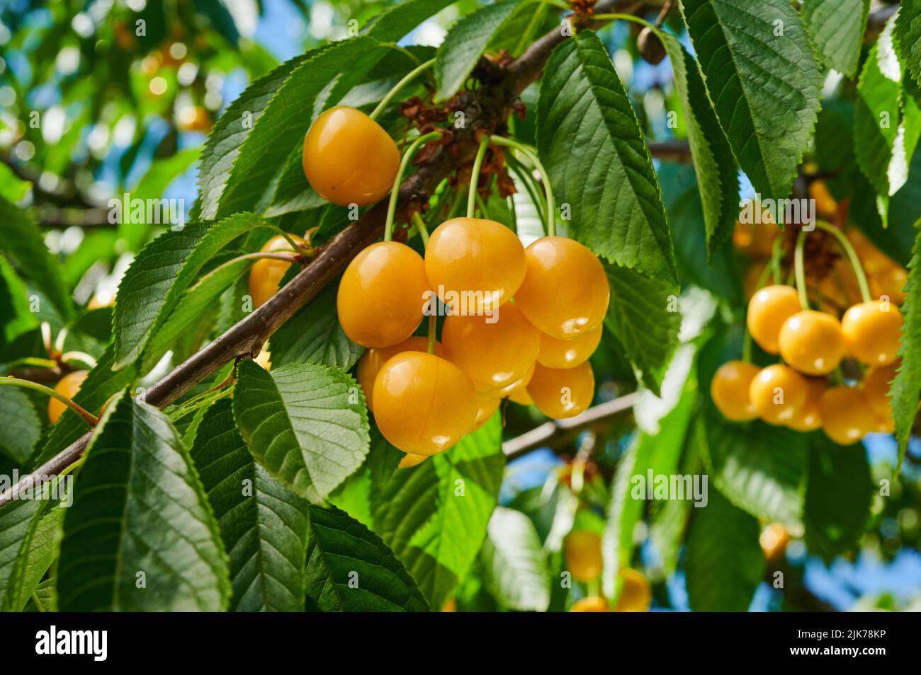Ripe cherries on a tree among the foliage against the sky, a tree ...