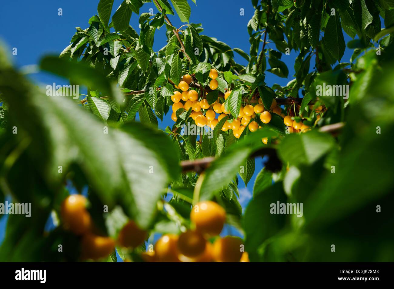 Ripe cherries on a tree among the foliage against the sky, a tree ...