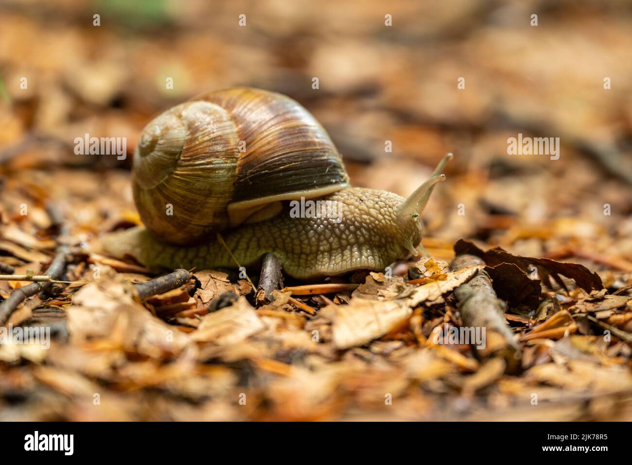 Close-up of a roman or burgundy snail (Helix pomatia) crawling across ...
