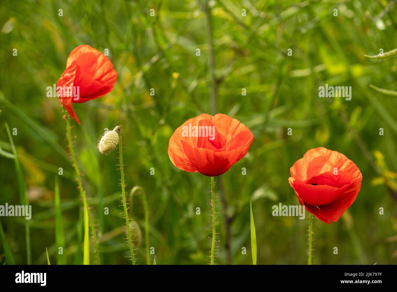 Three red blooming poppy flowers (Papaver rhoeas) in front of a blurred ...