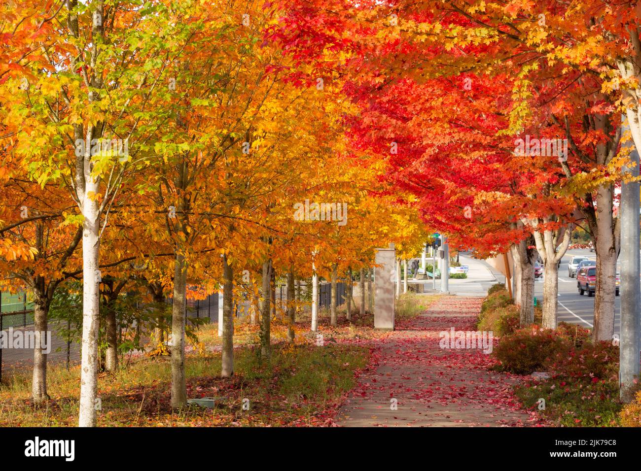 Trees lining sidewalks hi-res stock photography and images - Alamy
