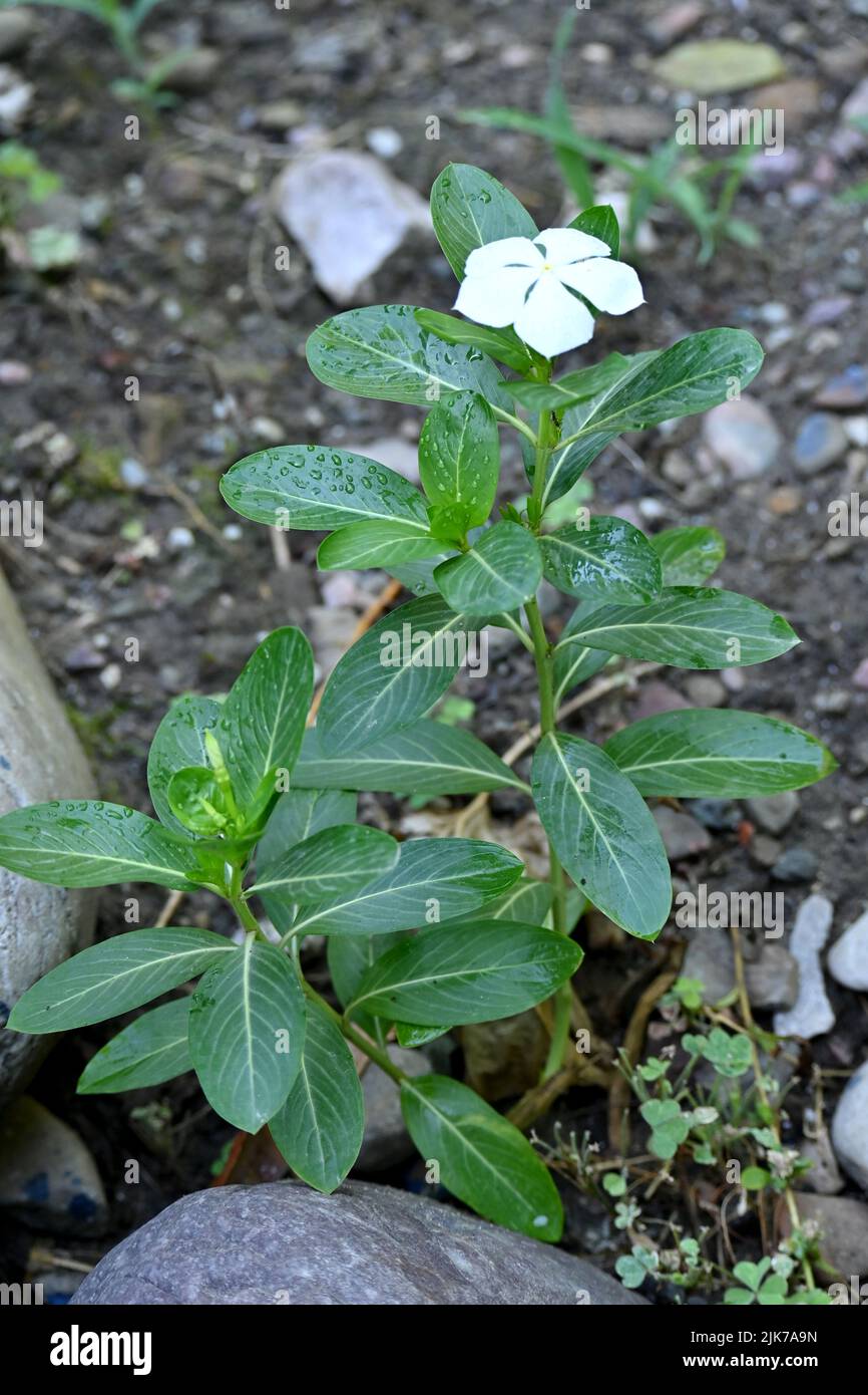closeup the white medicinal leukemia flower with plant and leaves in ...