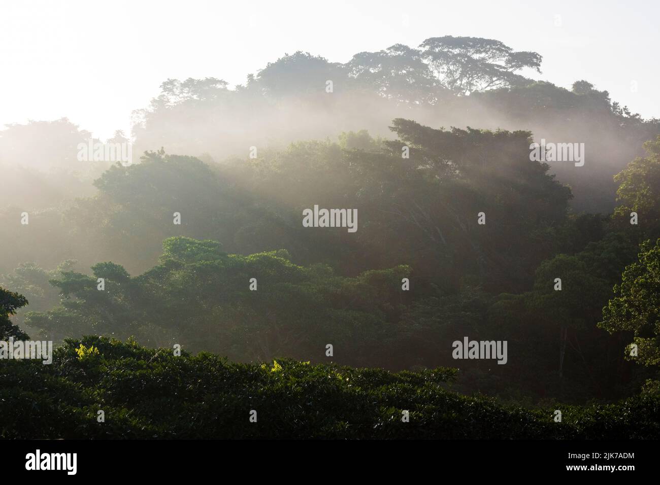 Panama landscape with damp and misty rainforest at sunrise in Soberania ...