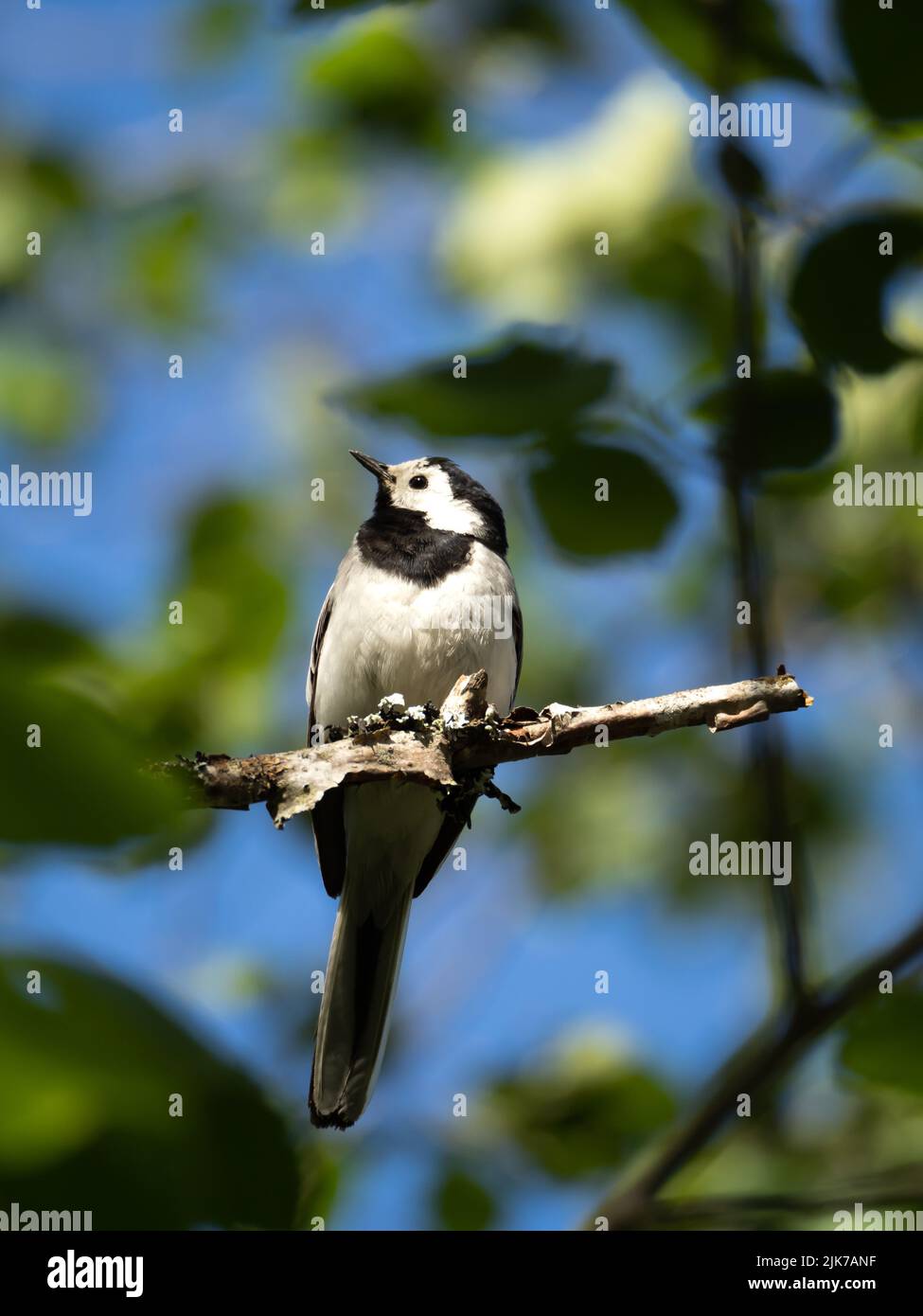Grain Seed bird Stock Photo - Alamy