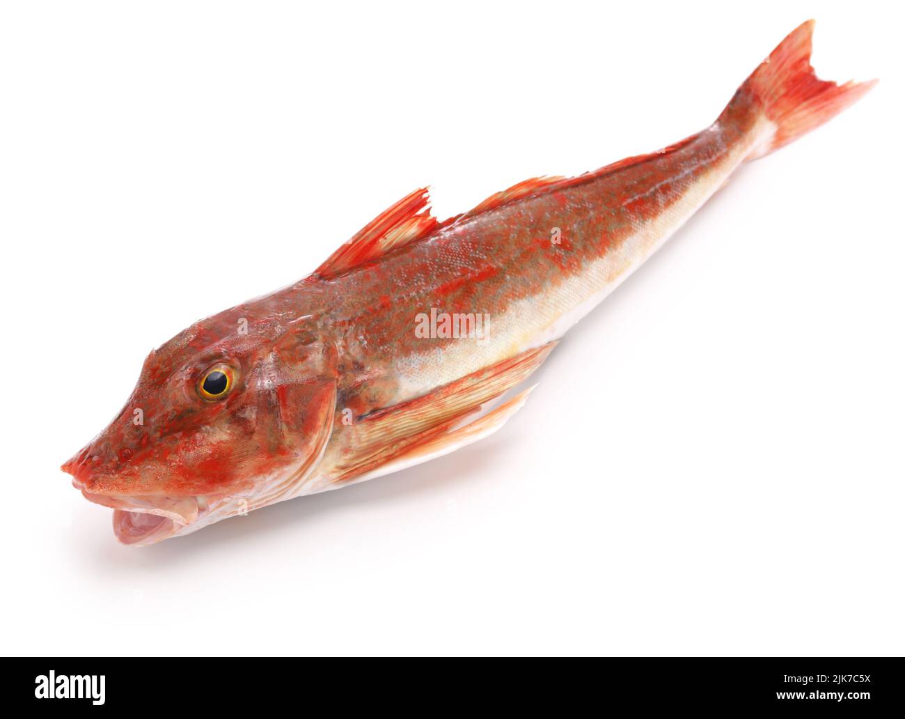 Spiny red gurnard (In Japan, it is called Houbou Stock Photo - Alamy