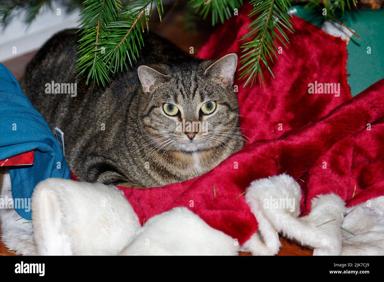grey tabby cat, light green eyes, sitting under Christmas tree, red ... grey tabby cat, light green eyes, sitting under Christmas tree, red ...